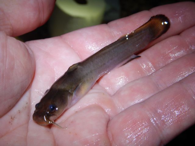 Soortenjagers - Foto's