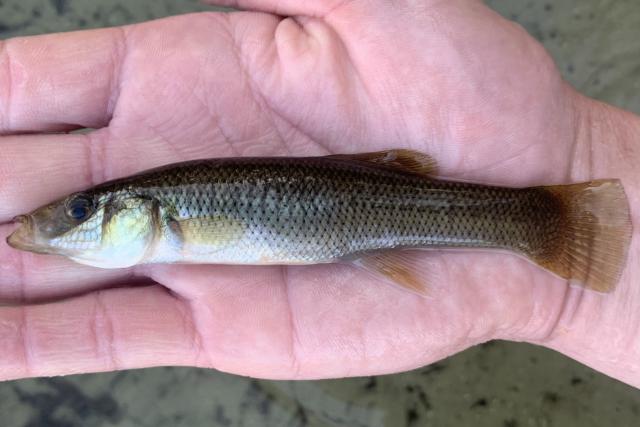 Soortenjagers - Foto's