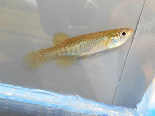 Soortenjagers - Foto's