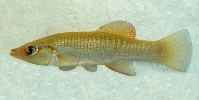 Soortenjagers - Foto's