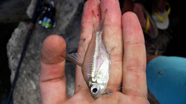 Soortenjagers - Foto's