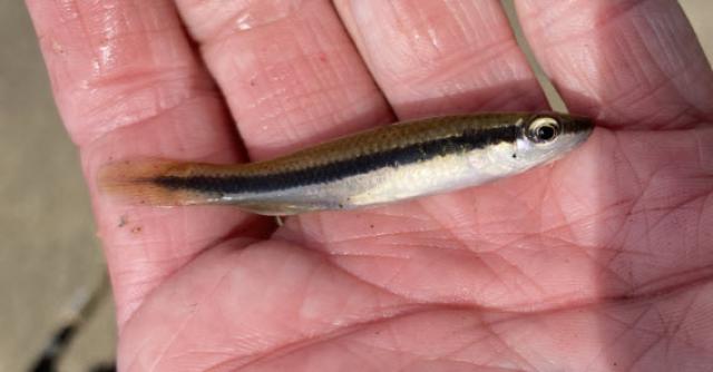 Soortenjagers - Foto's