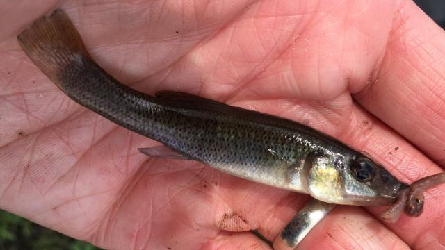 Soortenjagers - Foto's