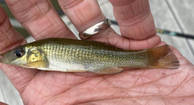 Soortenjagers - Foto's