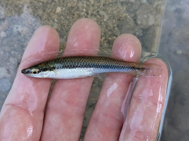 Soortenjagers - Foto's