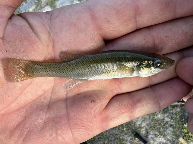 Soortenjagers - Foto's