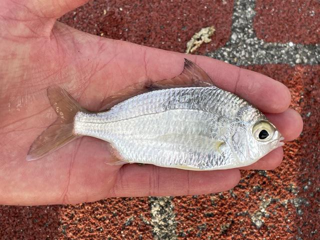 Soortenjagers - Foto's