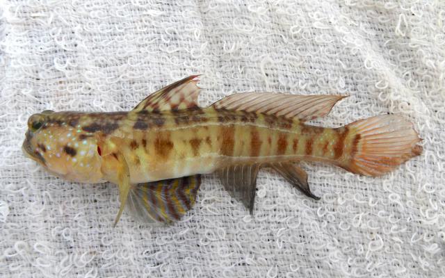 Soortenjagers - Foto's