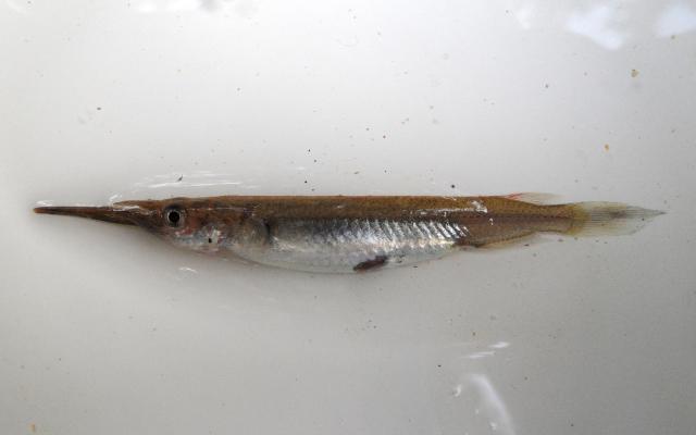 Soortenjagers - Foto's