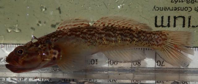 Soortenjagers - Foto's