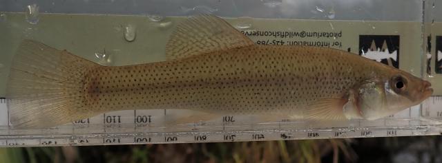 Soortenjagers - Foto's