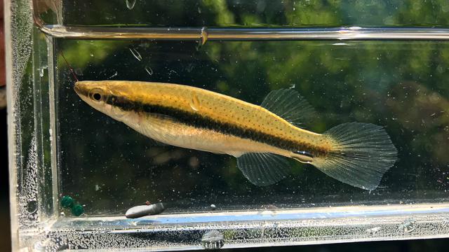 Soortenjagers - Foto's