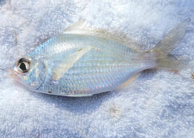 Soortenjagers - Foto's