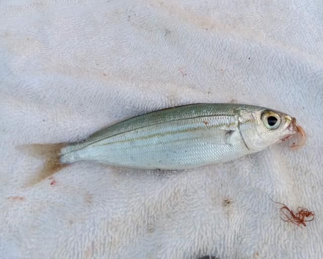 Soortenjagers - Foto's