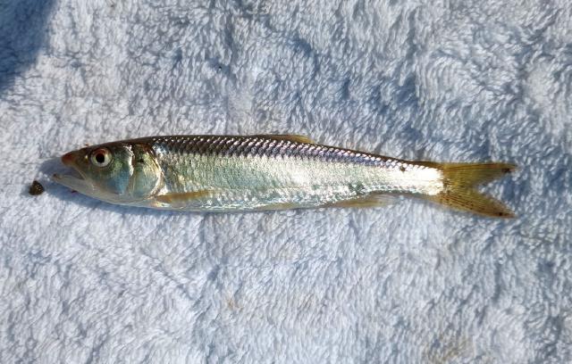 Soortenjagers - Foto's