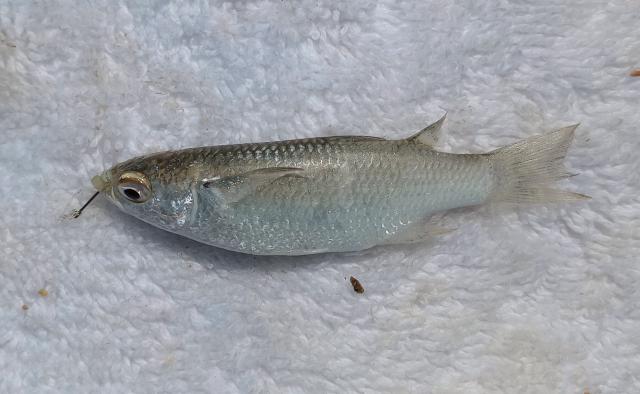 Soortenjagers - Foto's