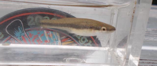 Soortenjagers - Foto's