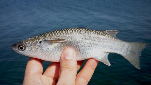 Soortenjagers - Foto's