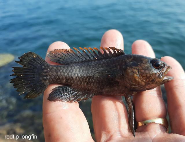 Soortenjagers - Foto's