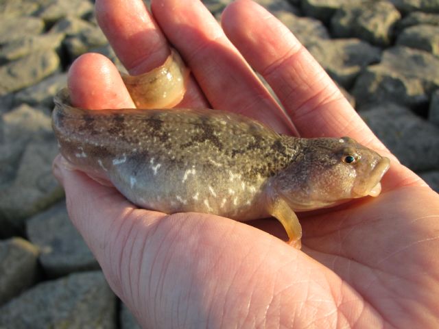 Soortenjagers - Foto's