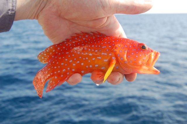 Soortenjagers - Foto's