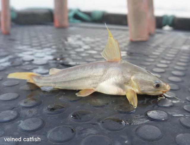 Soortenjagers - Foto's