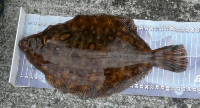 Soortenjagers - Foto's