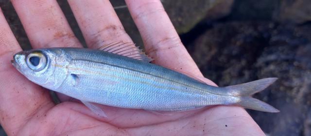 Soortenjagers - Foto's