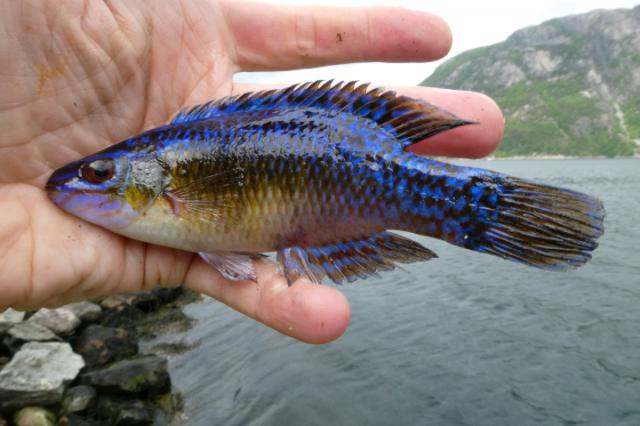 Soortenjagers - Foto's